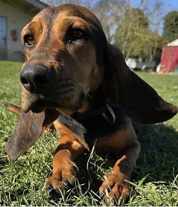 Nos chiens à adopter